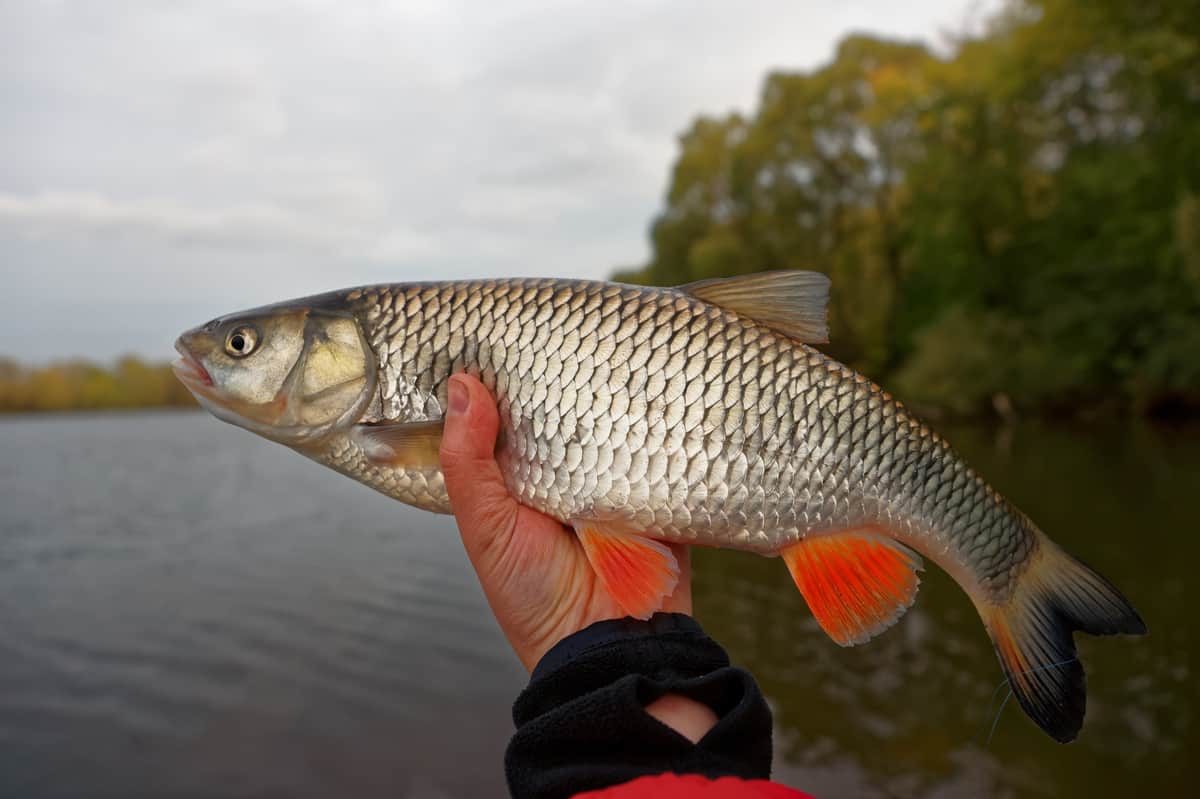 Fishbox - Your Fishing App