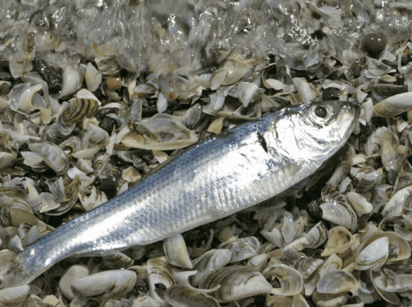 Alewife: Fishing Regulations, Lures, Behavior, and Prime Locations