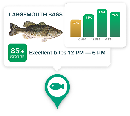 Weetaliba Creek Fishing Guide - Maps, Reports, and Tips