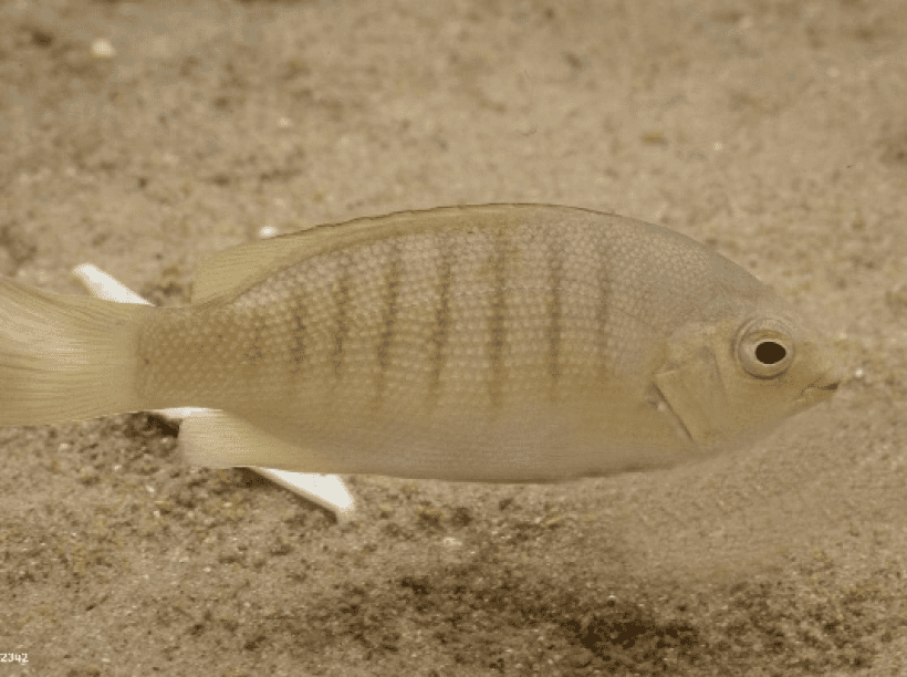 Luderick: Fishing Regulations, Lures, Behavior, and Prime Locations