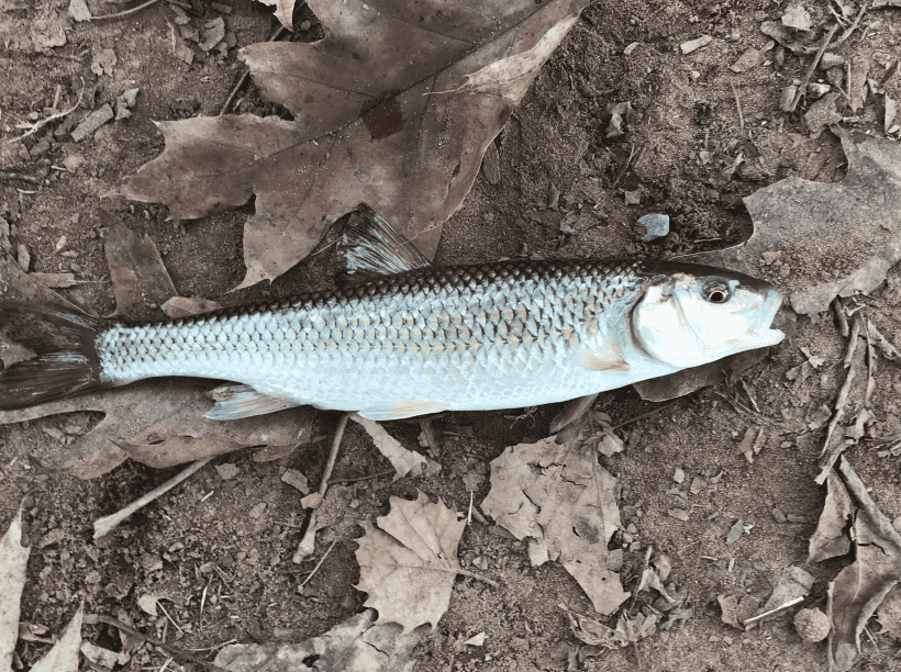 Fallfish: Fishing Regulations, Lures, Behavior, and Prime Locations