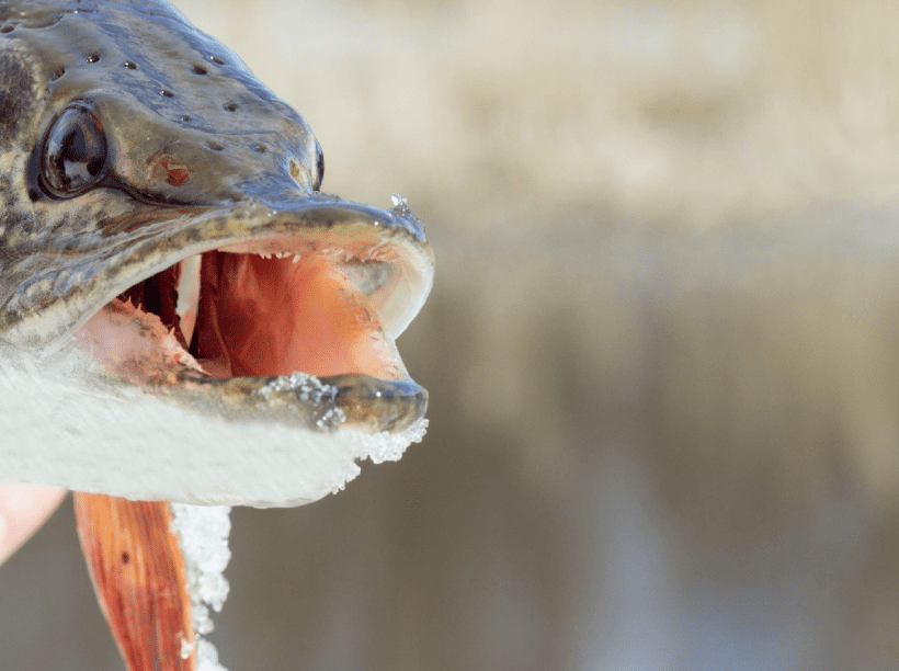 Saugeye: Fishing Regulations, Lures, Behavior, and Prime Locations