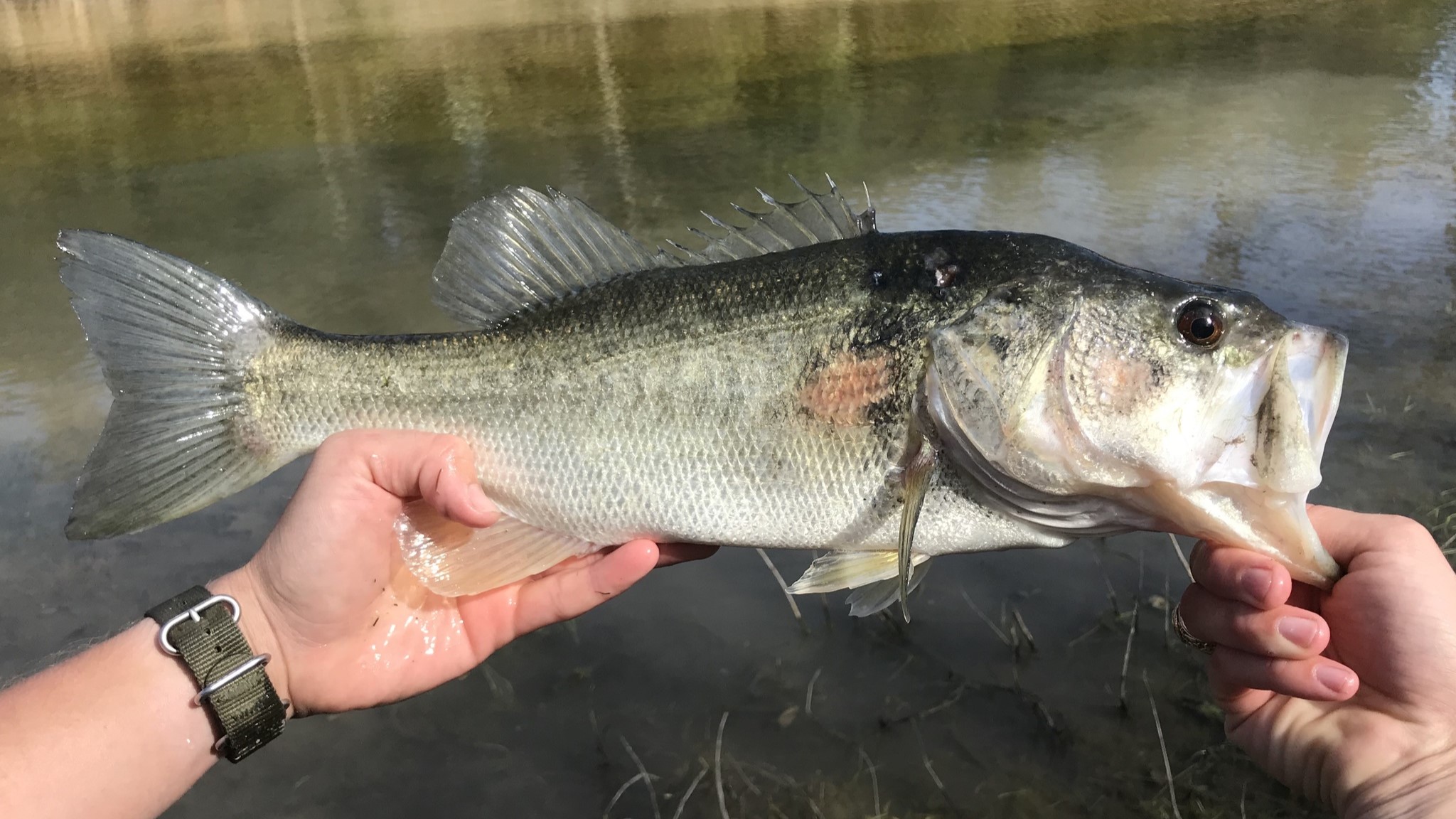 When Do Bass Spawn? Bass Spawning Season Explained