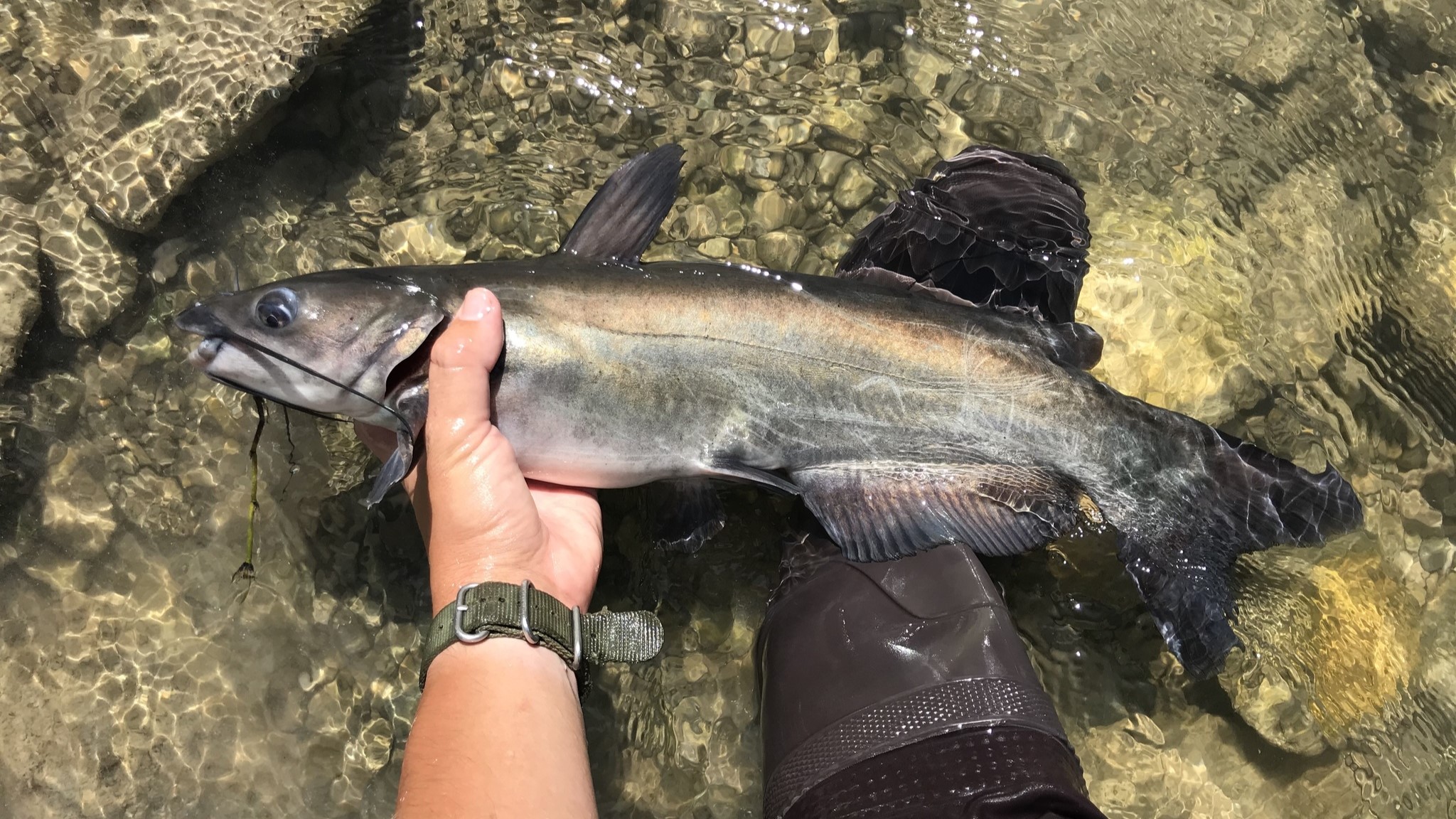 The Best Catfish Baits for a Successful Fishing Trip