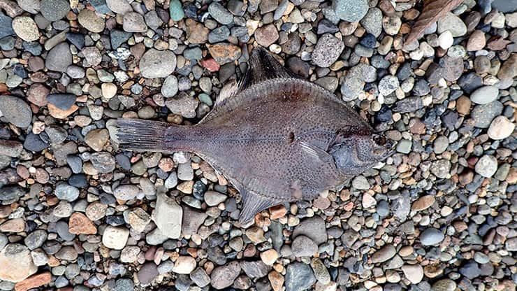 Best Bait for Flounder l Best Flounder Bait