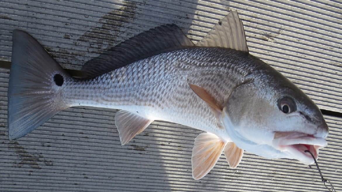 Redfish Season In Florida: A Complete Guide