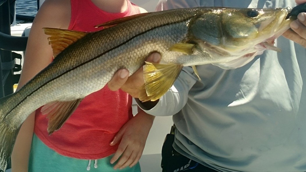 Snook Season in Florida: Regulations & Tips