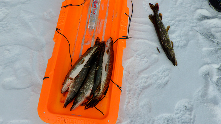 Ice Fishing Tips for Beginners: Gear Setup, Safety & Techniques
