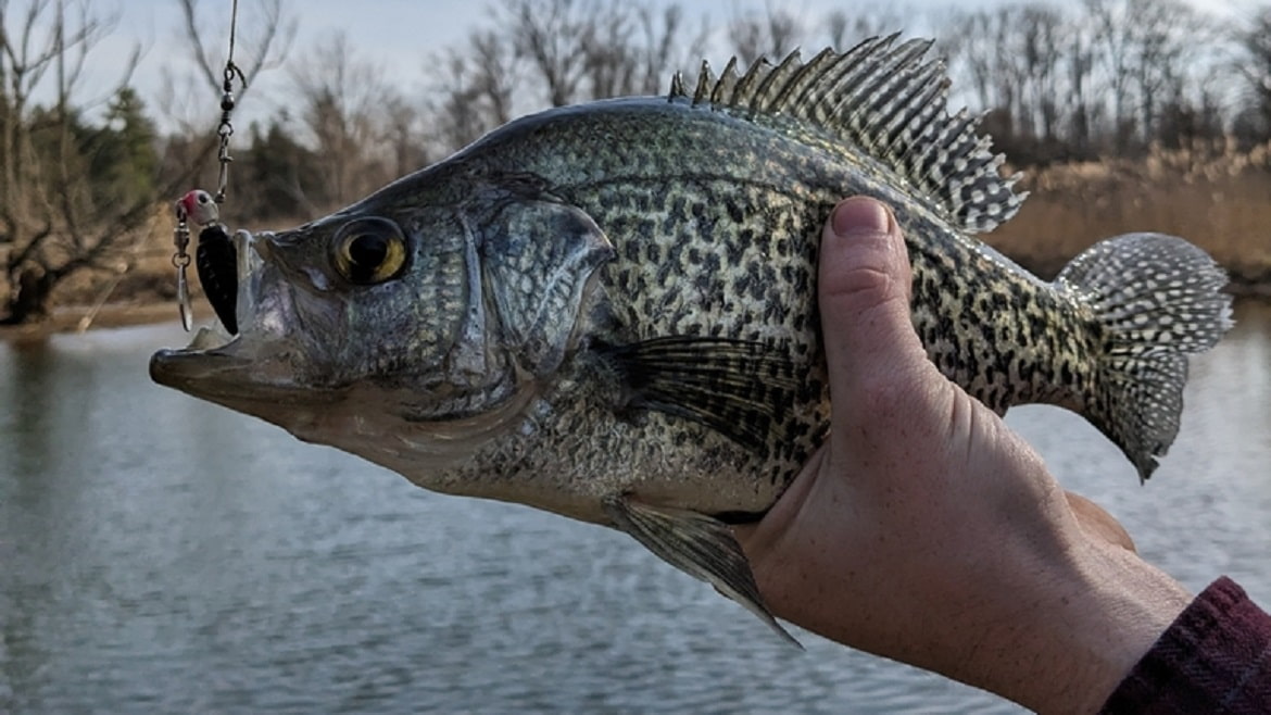 Mississippi River Fishing: Fish Species & Spots