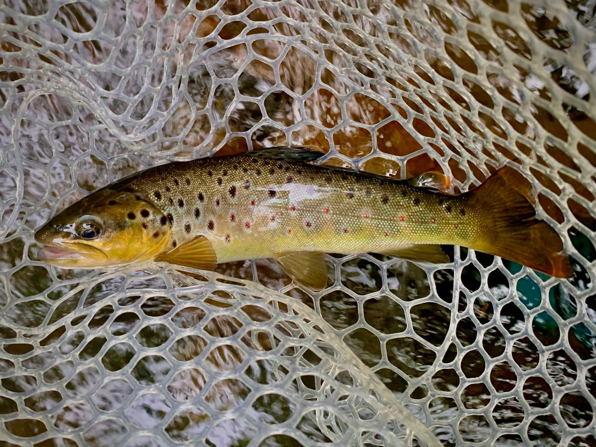 Ultimate Guide to Trout Fishing Setups: Gear, Rigs, and Baits