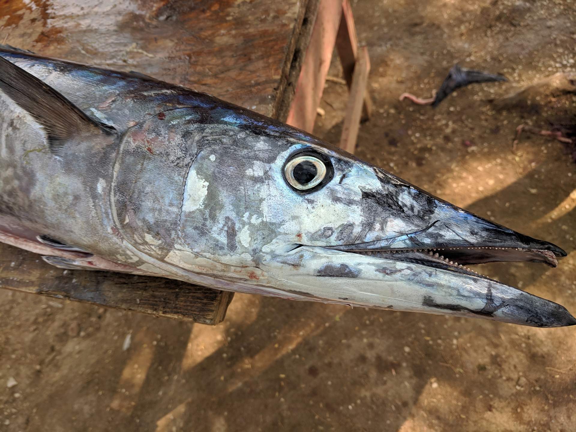 Top 6 Fastest Fish in the Ocean – Speed & Records