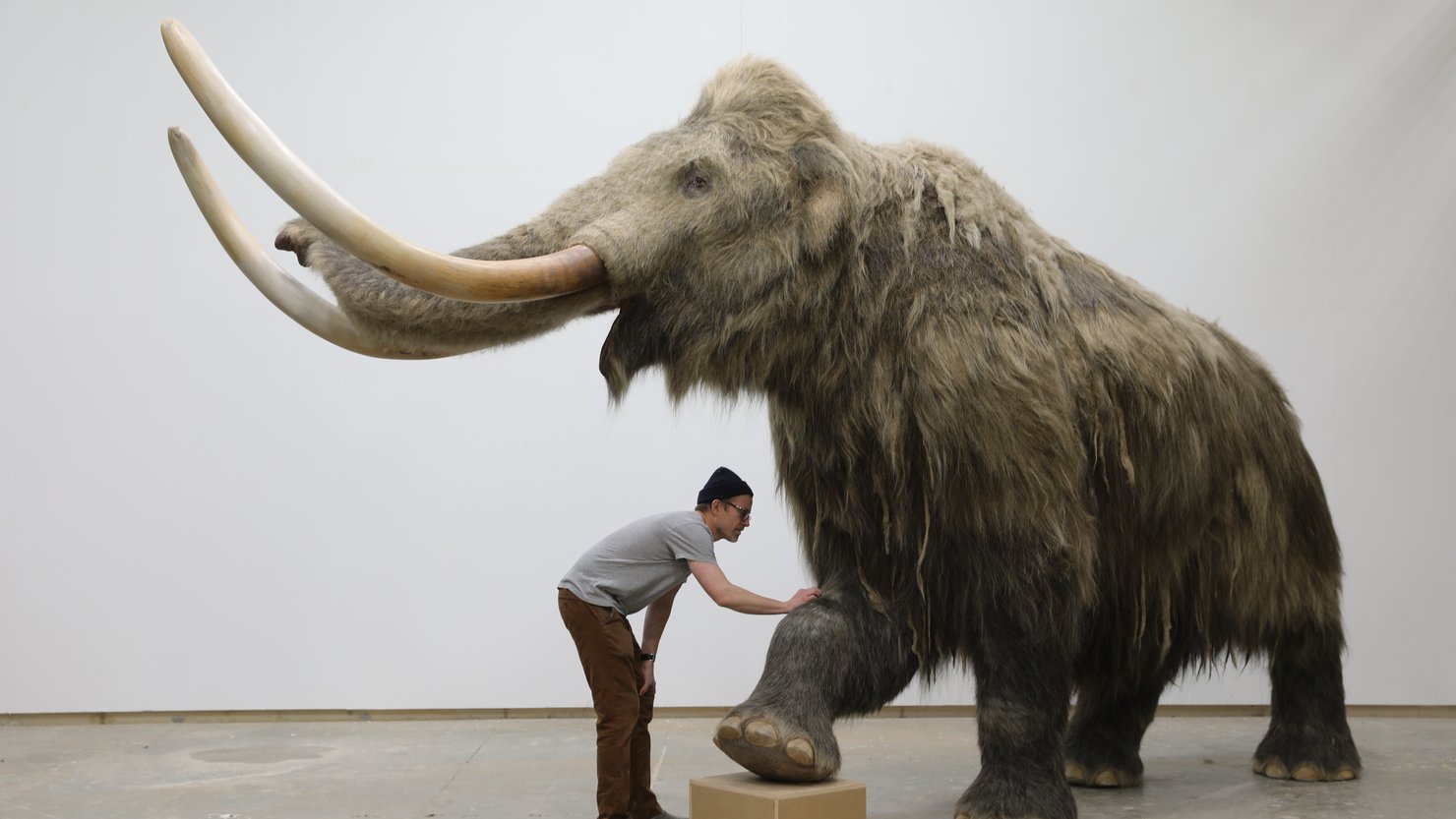 A mammoth moment for The Box | The Box Plymouth