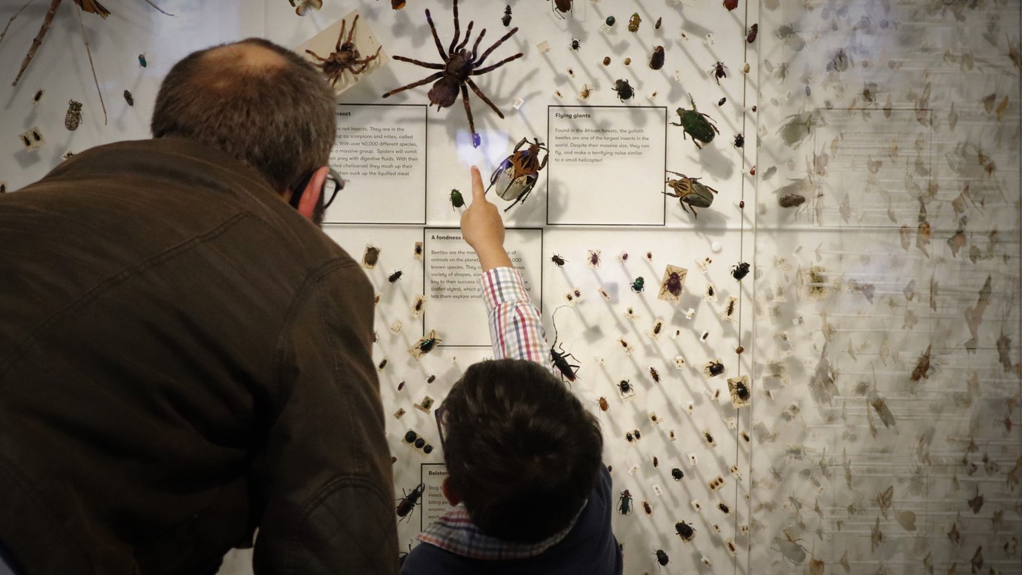 Displaying insects & biodiversity | Blog | The Box Plymouth