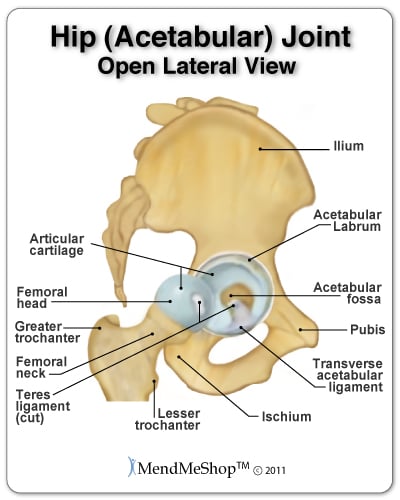 Acetabulum Anatomy