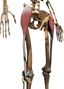 Hip flexor muscles and yoga – what should you know