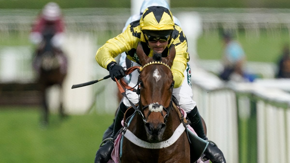 2025 Arkle Challenge Trophy Odds | Sir Gino odds-on after Kempton romp