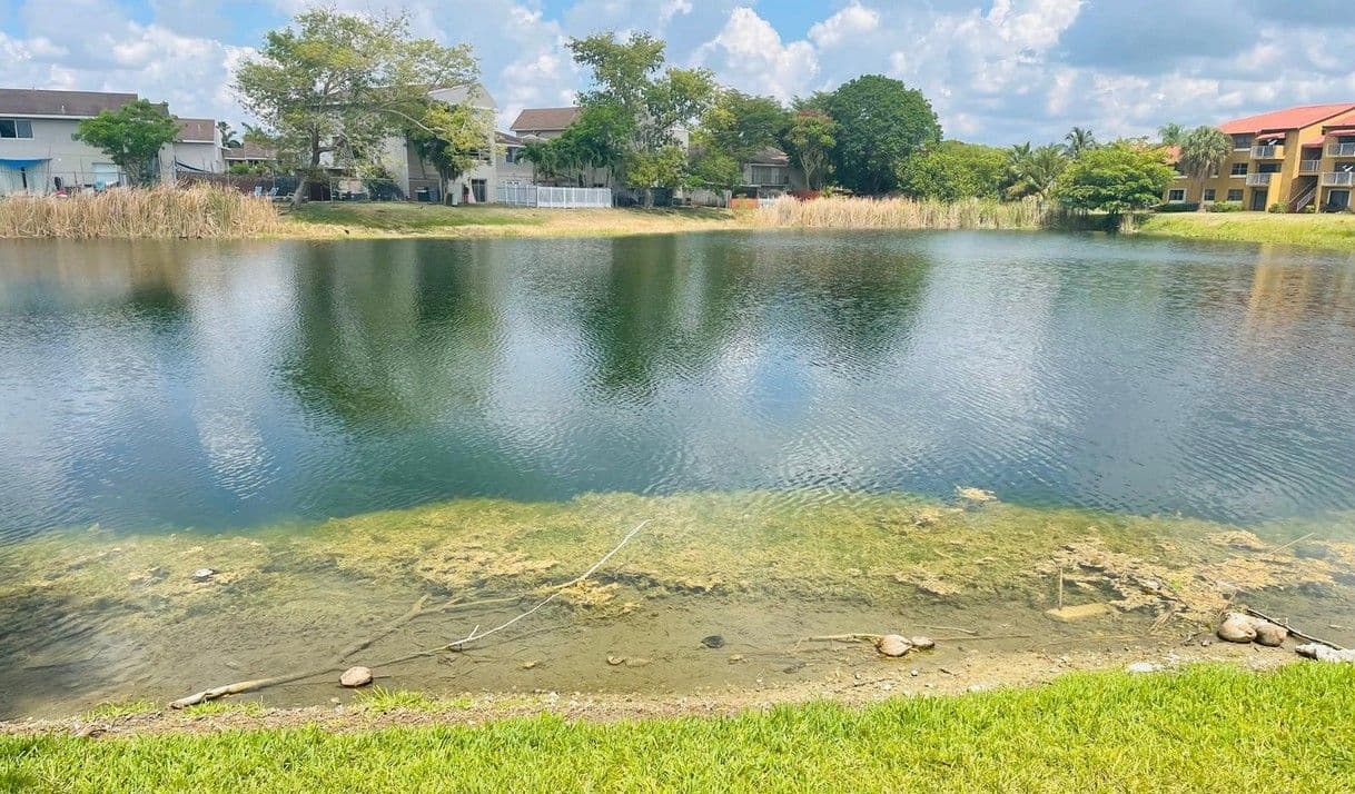 The Sparrow from a Non-Existent Country | elTOQUE