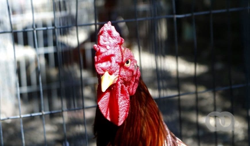 Gallos en Cuba: ¿campeones de la tradición o víctimas de maltrato ...