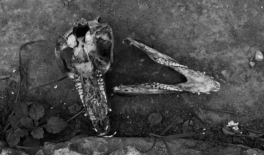 The Anatomy of Fear | elTOQUE