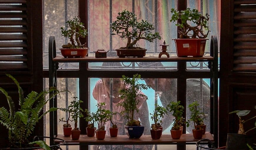 An Oasis in Havana | elTOQUE