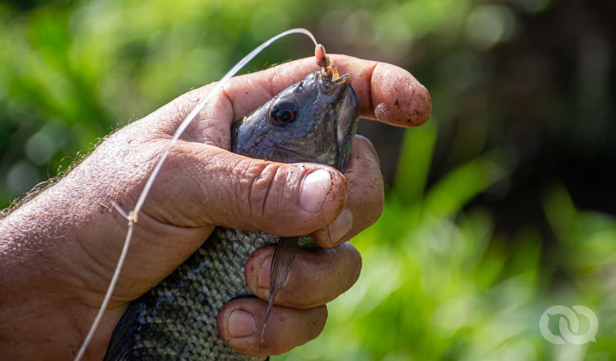 Cuba: ¿se multiplicarán alguna vez los peces? | elTOQUE