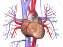 Coronary Artery Bypass Graft (CABG) Procedure : Medical Illustration