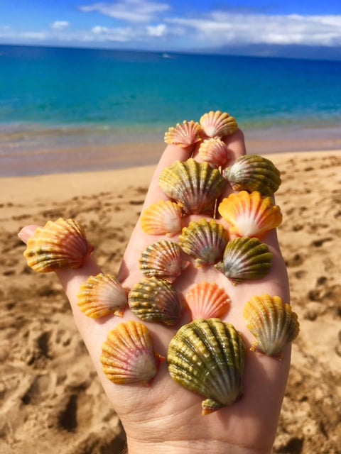 Journey of the Moonrise and Sunrise Shells - White Wolf Journeys