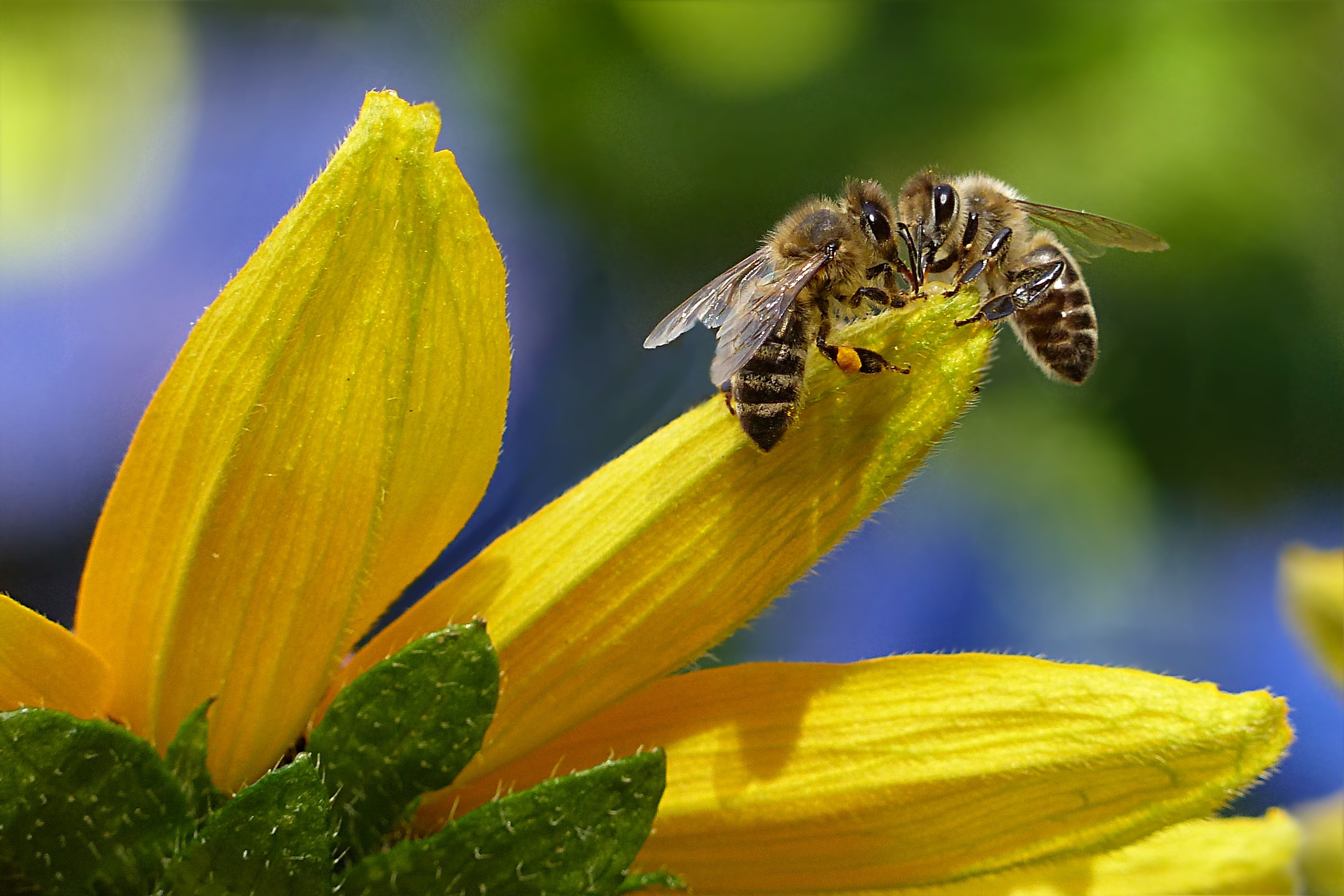Beekeepers Lose Fight Over EPA Pesticide Regulation | Courthouse News ...