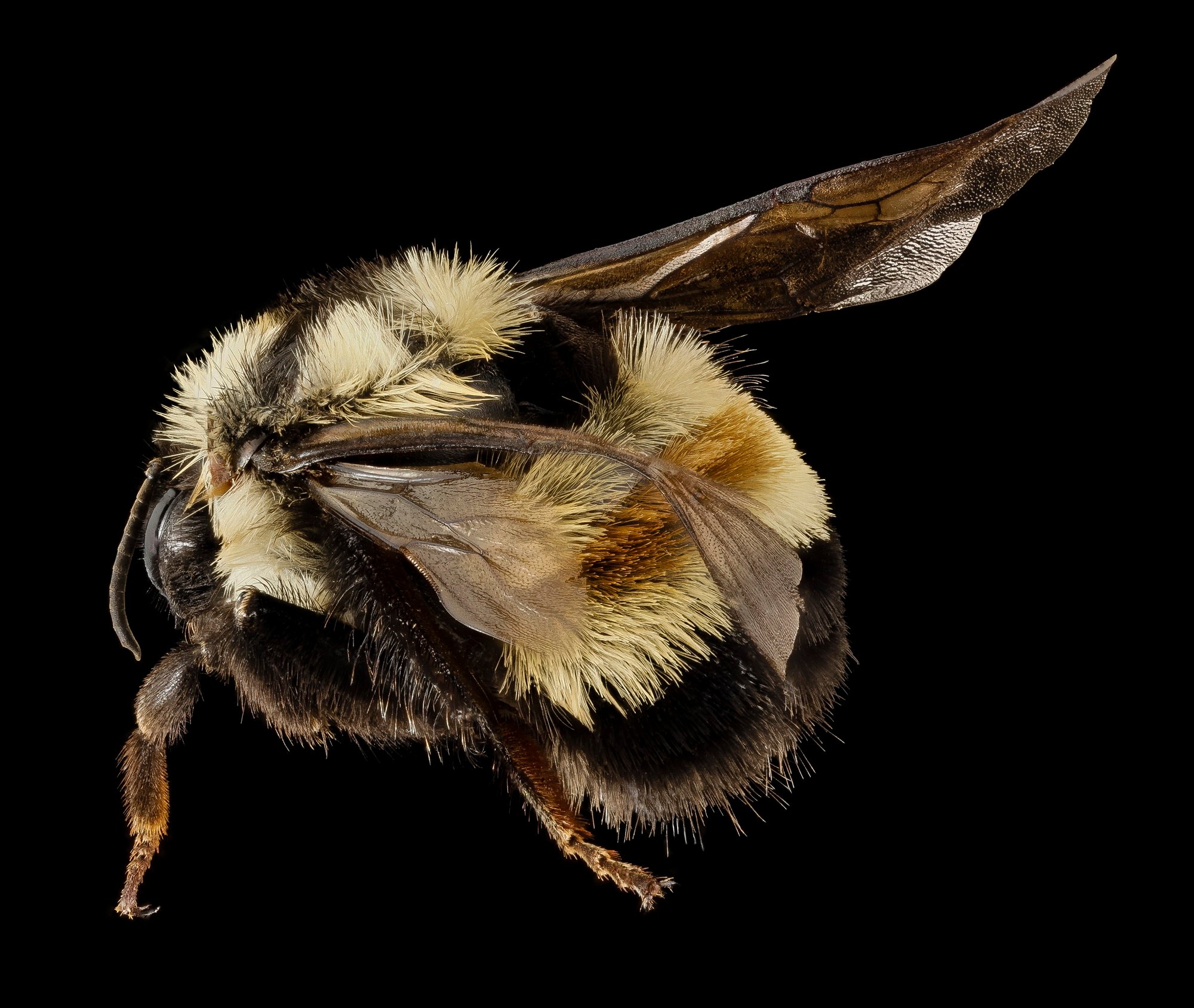 Variable cuckoo bumblebee | Courthouse News Service