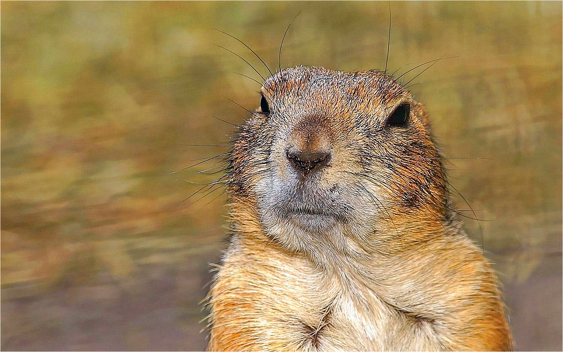 Utah Prairie Dogs Get Federal Protection, Circuit Rules | Courthouse ...