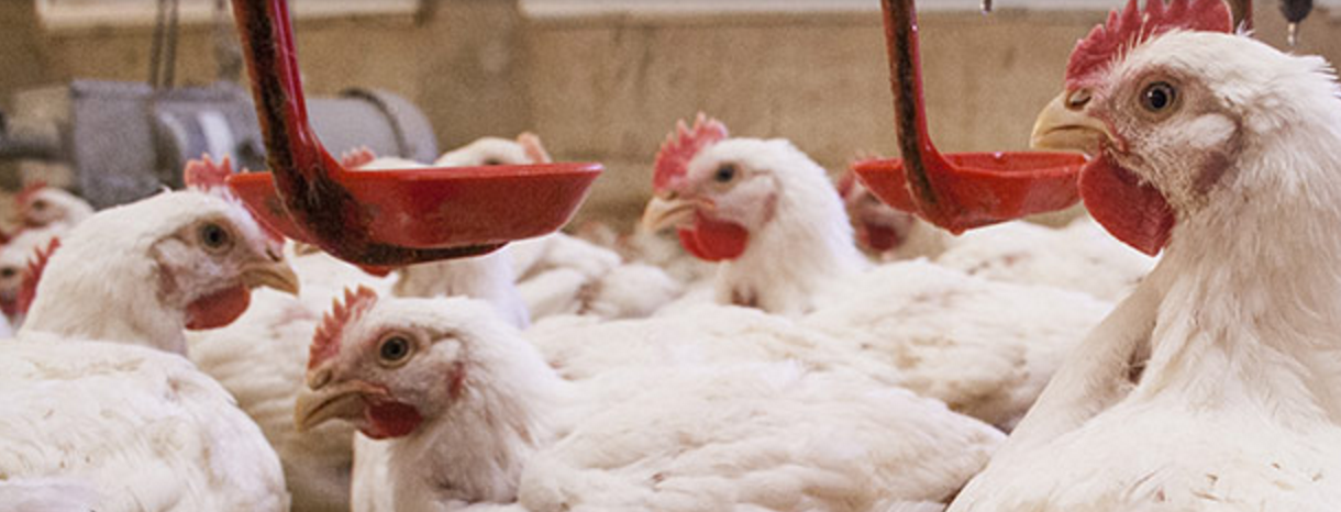 Ninth Circuit revives false advertising suit over chicken | Courthouse ...