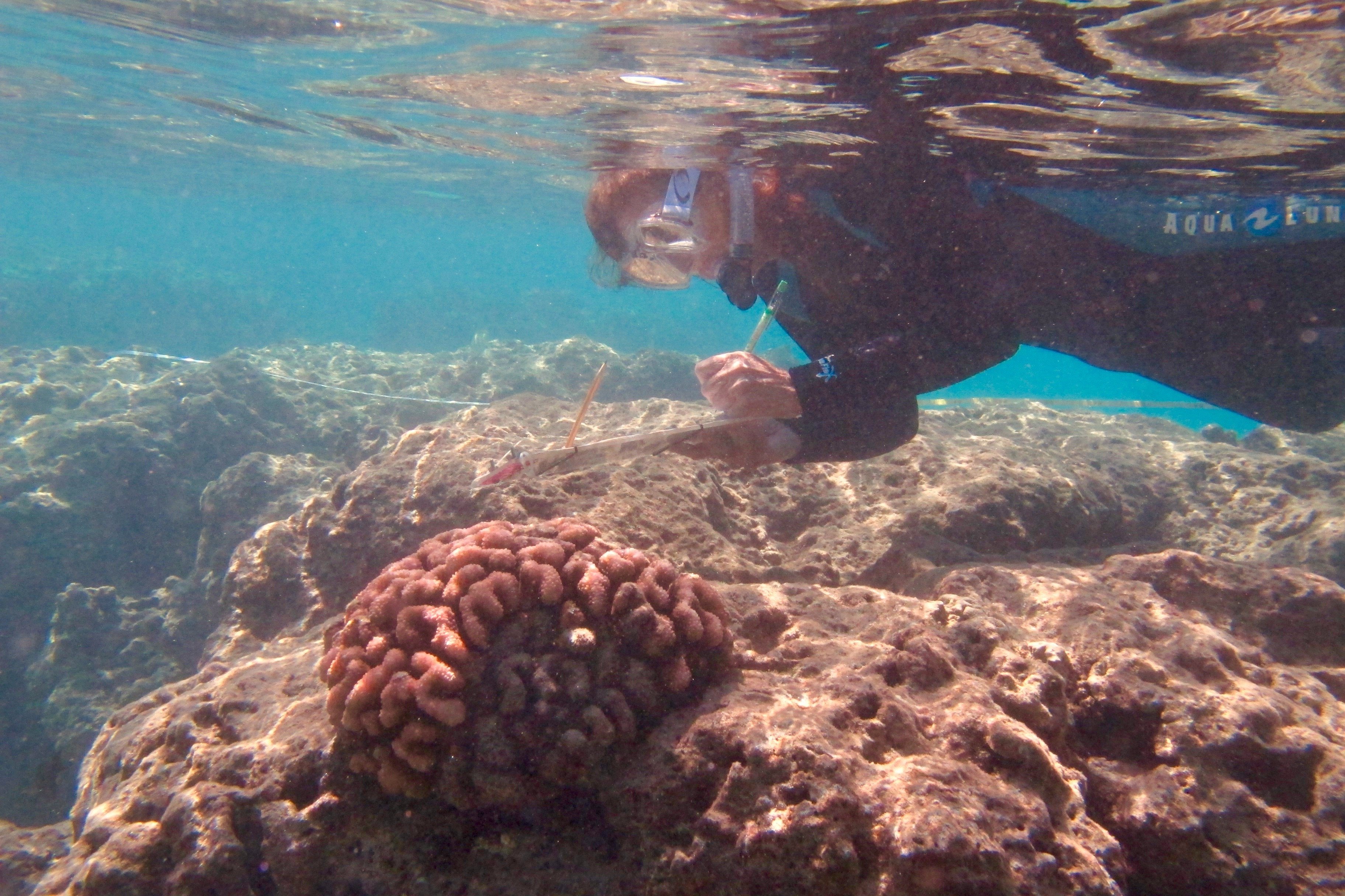 Coral Reefs Face New Threat From Grey-Patch Disease | Courthouse News ...