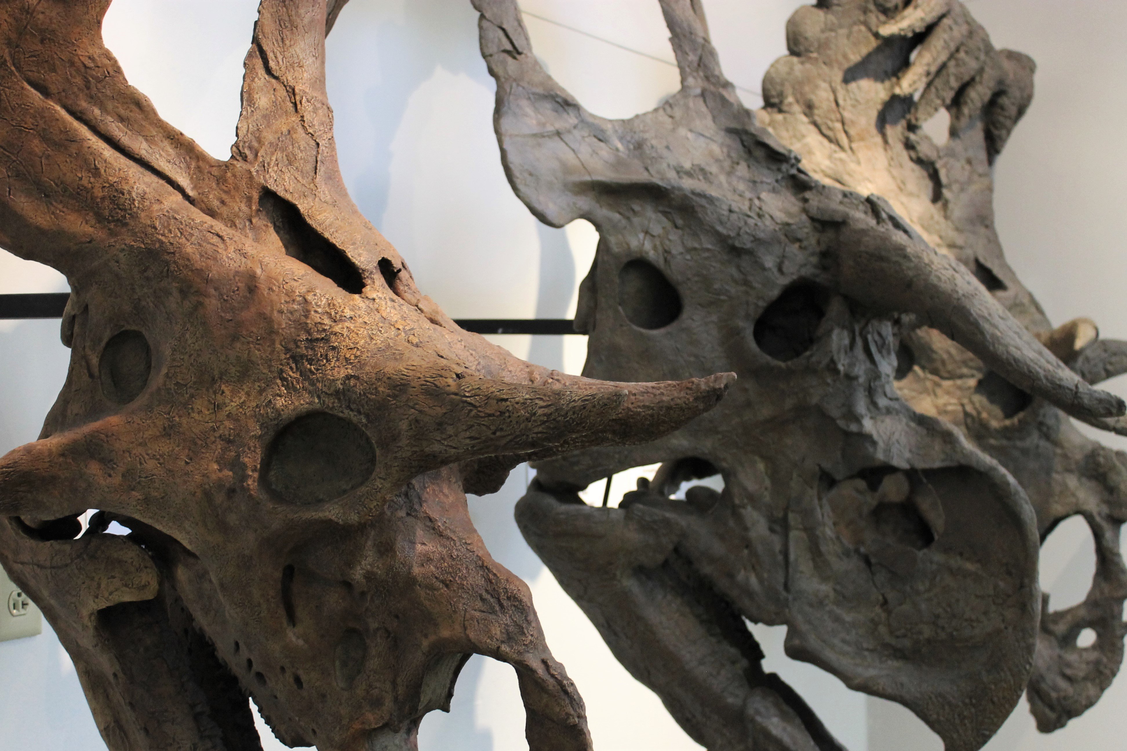 Asteroid that killed dinosaurs came from beyond Jupiter, new study proposes | Courthouse News ...