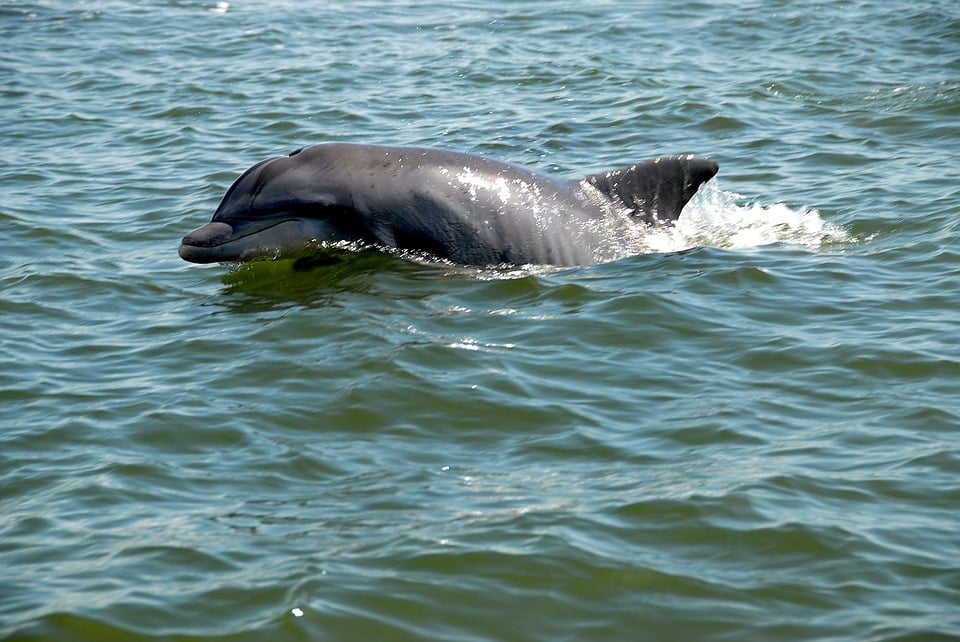 US Urges More Protection for Severely Endangered Dolphins | Courthouse ...