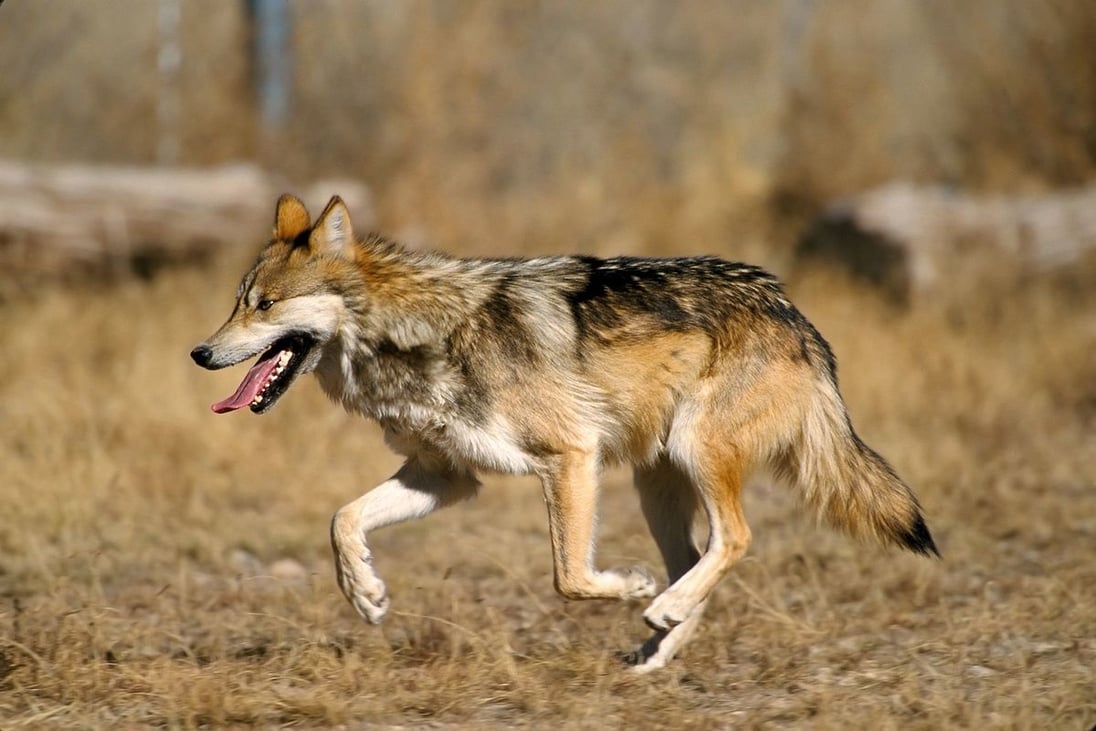 Mexican gray wolves | Courthouse News Service