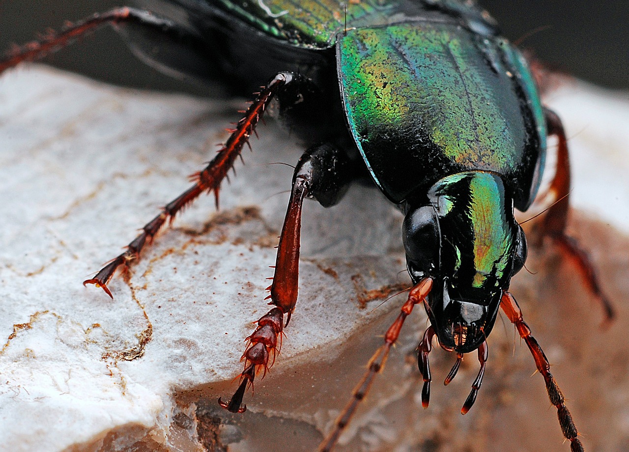 Go to Beetle-Cam: Scientists Create Robotic Backpack Camera for Bugs ...