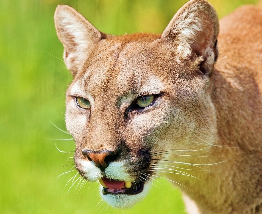 Prehistoric Puma Poop Holds Oldest Parasite DNA Ever Recorded ...