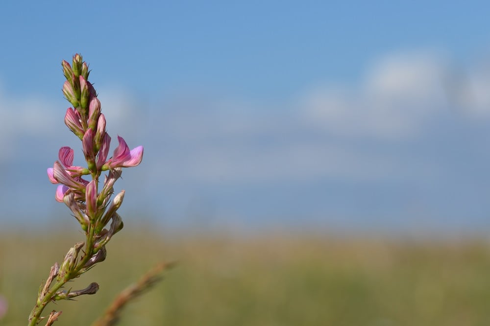 Climate Change-Driven Droughts Mean Fewer Flowers For Bees | Courthouse ...