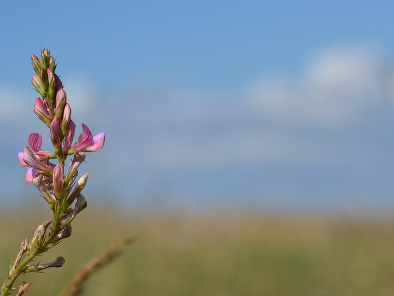 Climate Change-Driven Droughts Mean Fewer Flowers For Bees | Courthouse ...