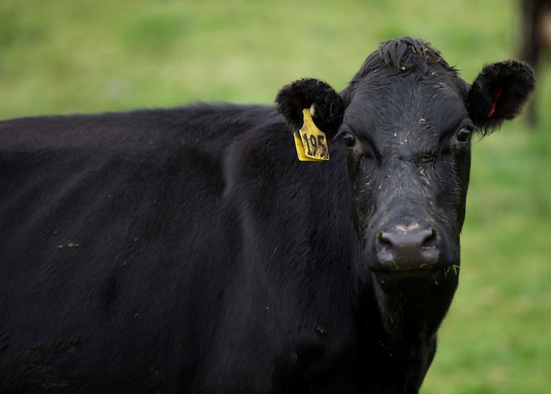 Survey Finds Gen Z Says 'No Thanks' to Lab-Grown Meat | Courthouse News ...