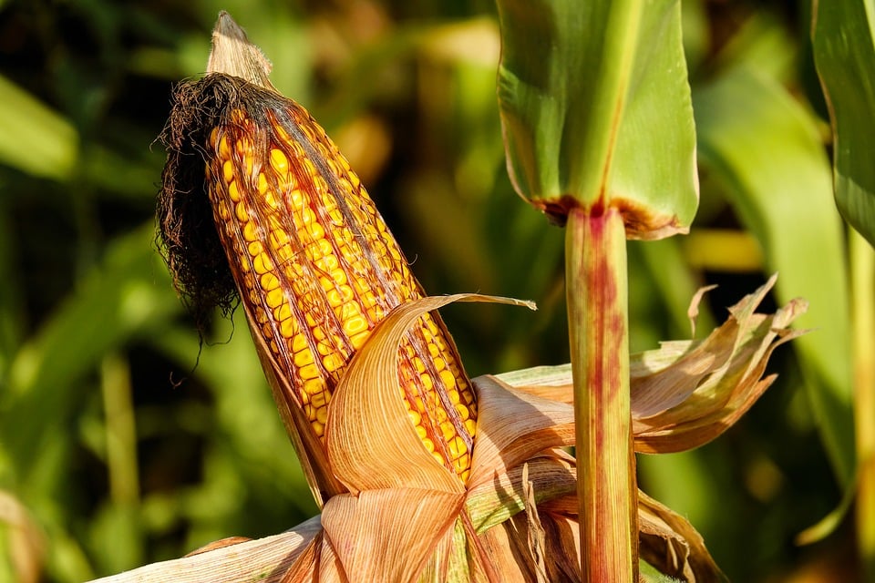 Leader of Giant Organic Food Scam Kills Himself | Courthouse News Service