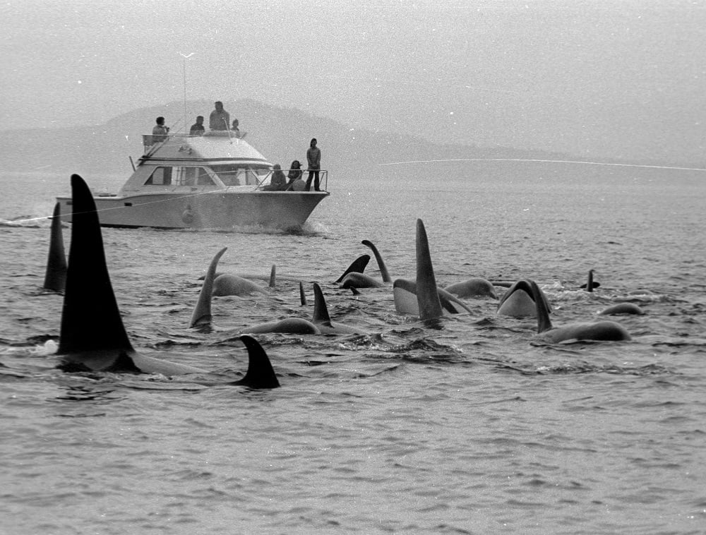 Ninth Circuit unsure of court’s efficacy in Alaska killer whale ...