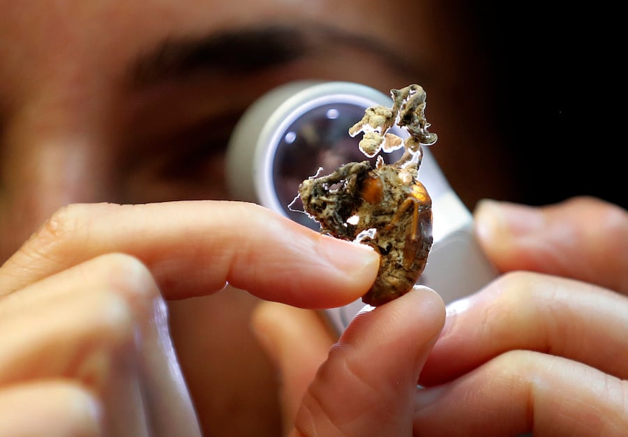 The future of living architecture? Fungus | Courthouse News Service