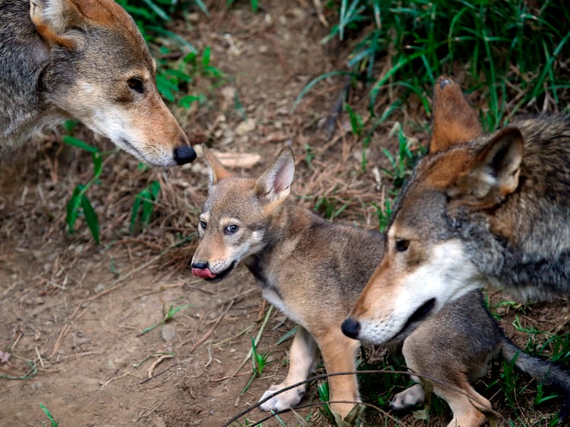Conservationists push for stronger red wolf protections | Courthouse ...