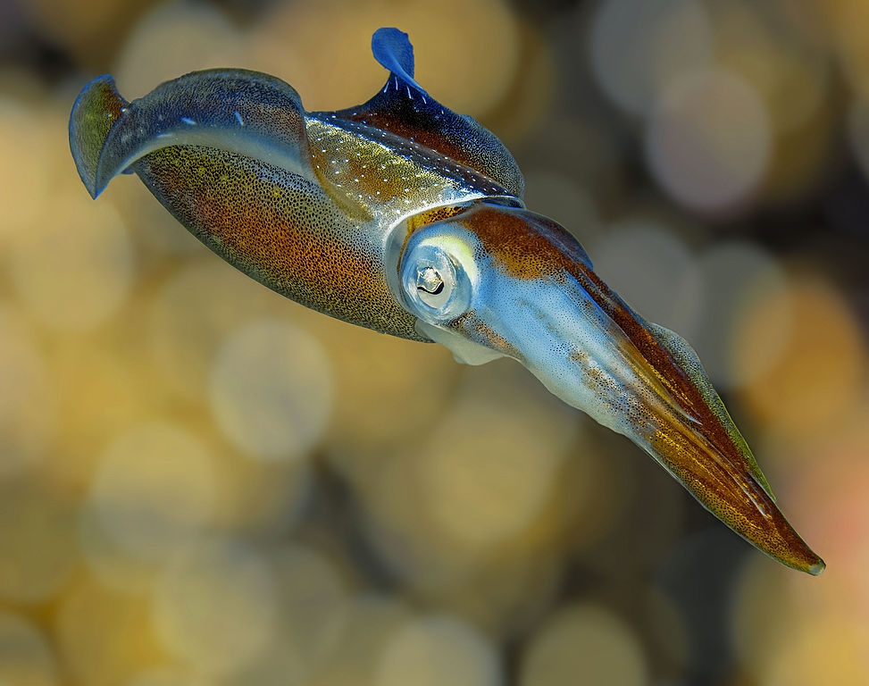 ‘Jet Propulsion’ of Squid Could Enhance Design of Underwater Vehicles ...