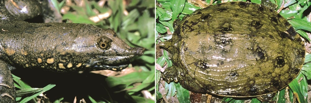 Newly Discovered Turtle Already Facing Extinction | Courthouse News Service