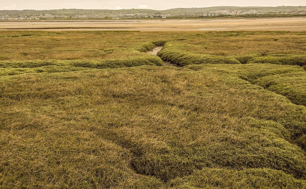 Saving wetlands | Courthouse News Service