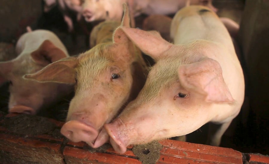 Philippines Confirms New Swine Fever Cases | Courthouse News Service