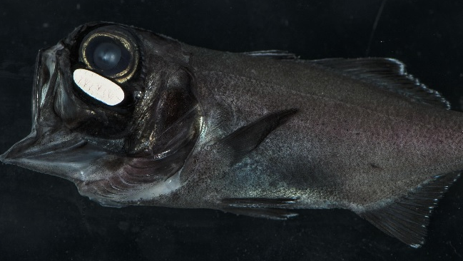 Flashlight Fish Use Their Glowing Powers to School at Night ...