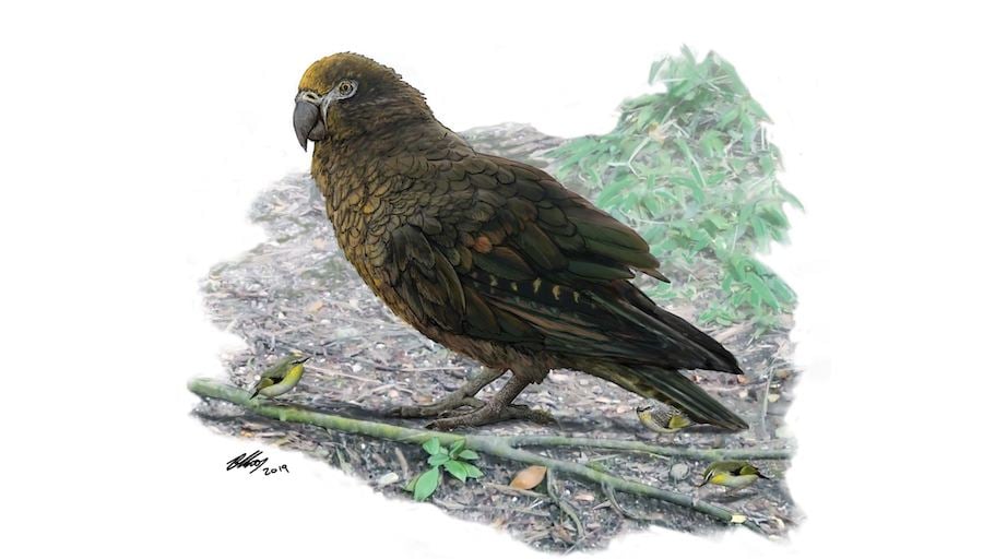 Evidence of ‘Herculean’ Parrot Found in New Zealand | Courthouse News ...